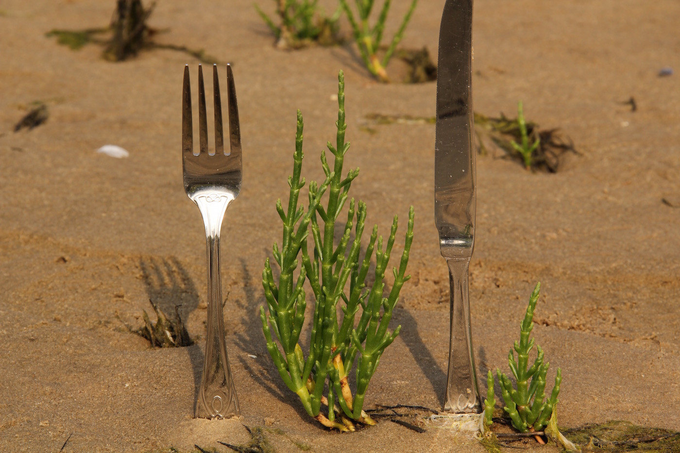 Queller - wie der Meeresspargel mit Salz zurechtkommt