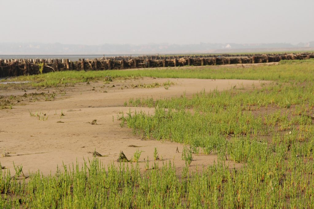 Queller - wie der Meeresspargel mit Salz zurechtkommt